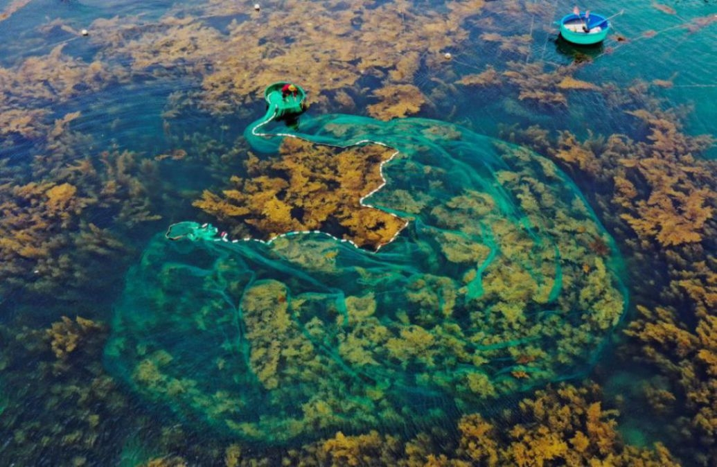 Khám Phá Cánh Đồng Rong Mơ Ở Hòn Khô Quy Nhơn Vào Mùa Đẹp Nhất